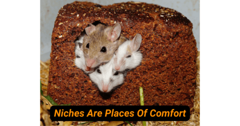 Beyond the Comfort Zone: The Role of Niches in Personal and Social ...